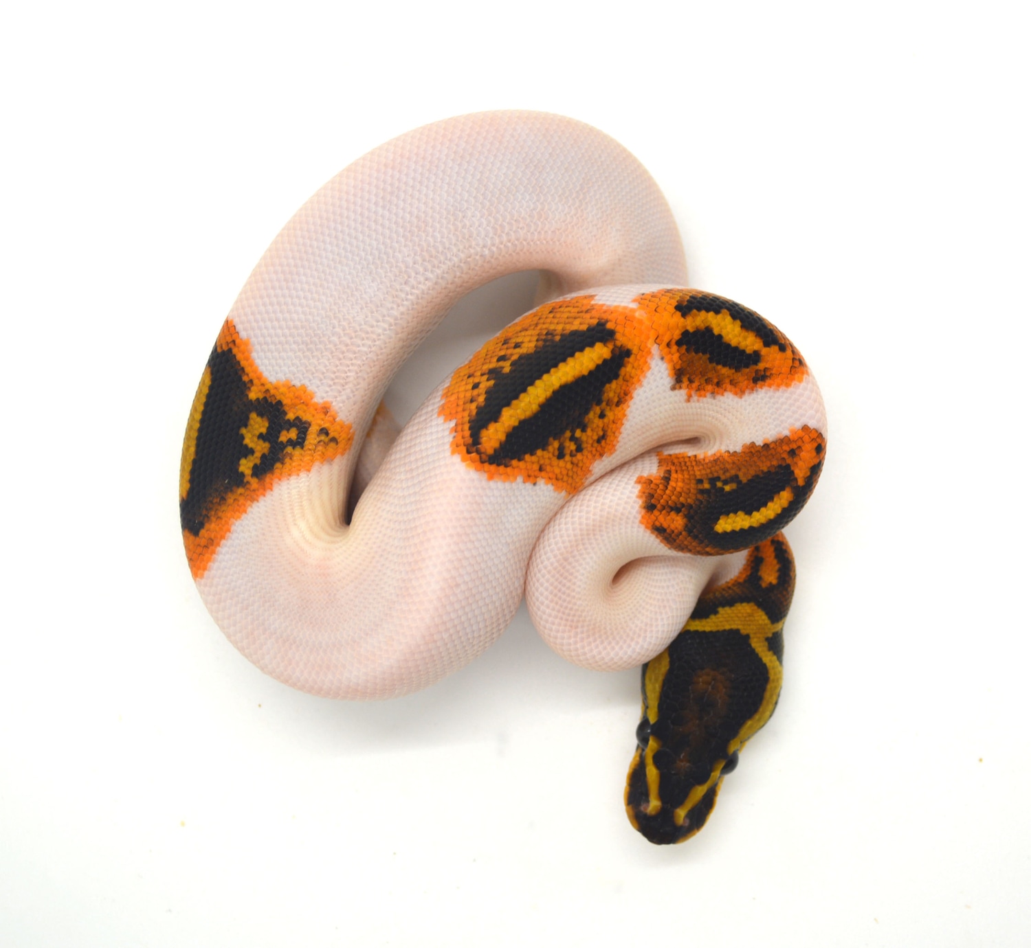 Gravel / YB Piebald Ball Python by ReptileKreations - MorphMarket