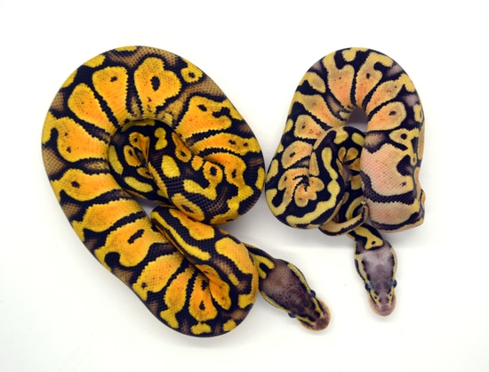 Pair - Super Pastel Het Puzzle Ball Python by ReptileKreations