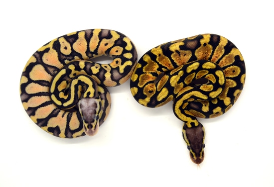 Pair - Super Pastel Het Puzzle Ball Python by ReptileKreations
