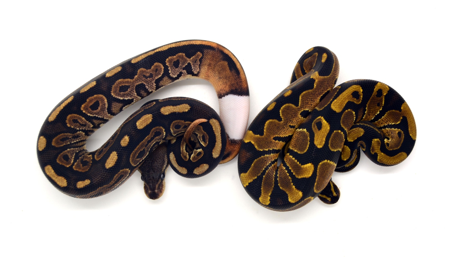 1.1 DH Sunset Piebald Ball Python by ReptileKreations - MorphMarket