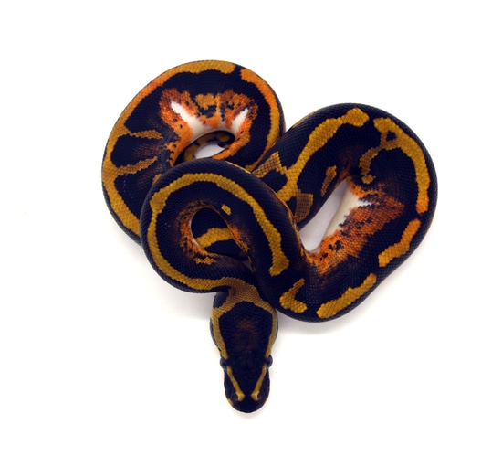 Gravel / YB Piebald Ball Python by ReptileKreations