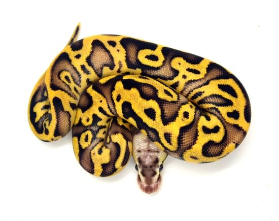 Firefly Leopard Het Clown Ball Python by ReptileKreations