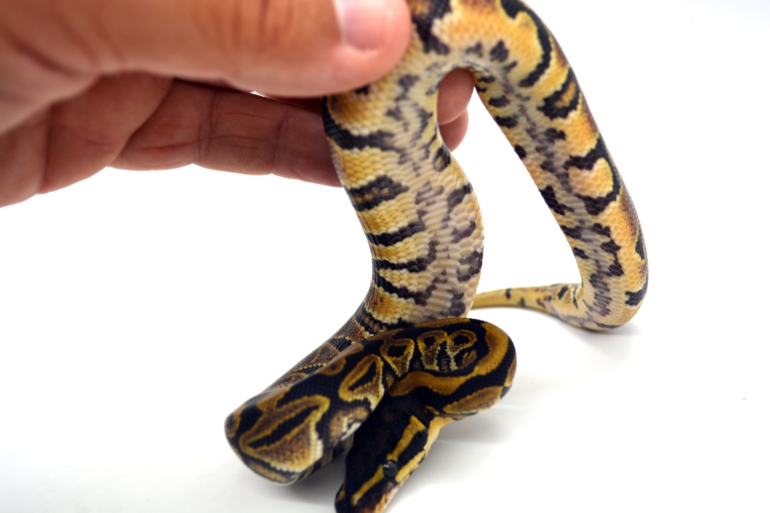 Het Monsoon Ball Python by ReptileKreations - MorphMarket