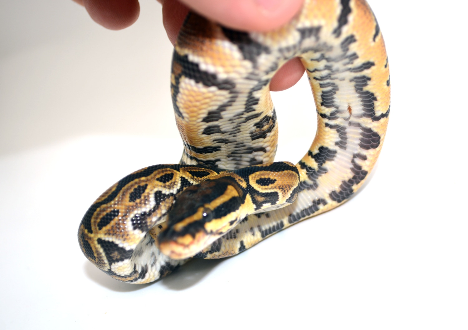 Het Monsoon Ball Python by ReptileKreations - MorphMarket