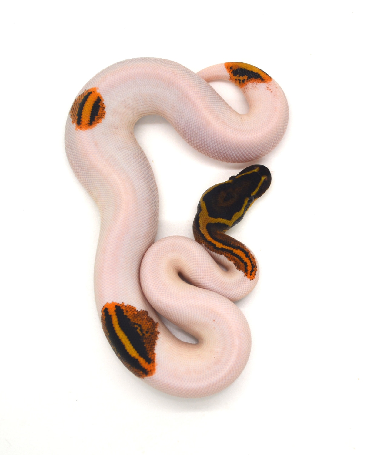 Asphalt / YB Piebald Ball Python by ReptileKreations - MorphMarket