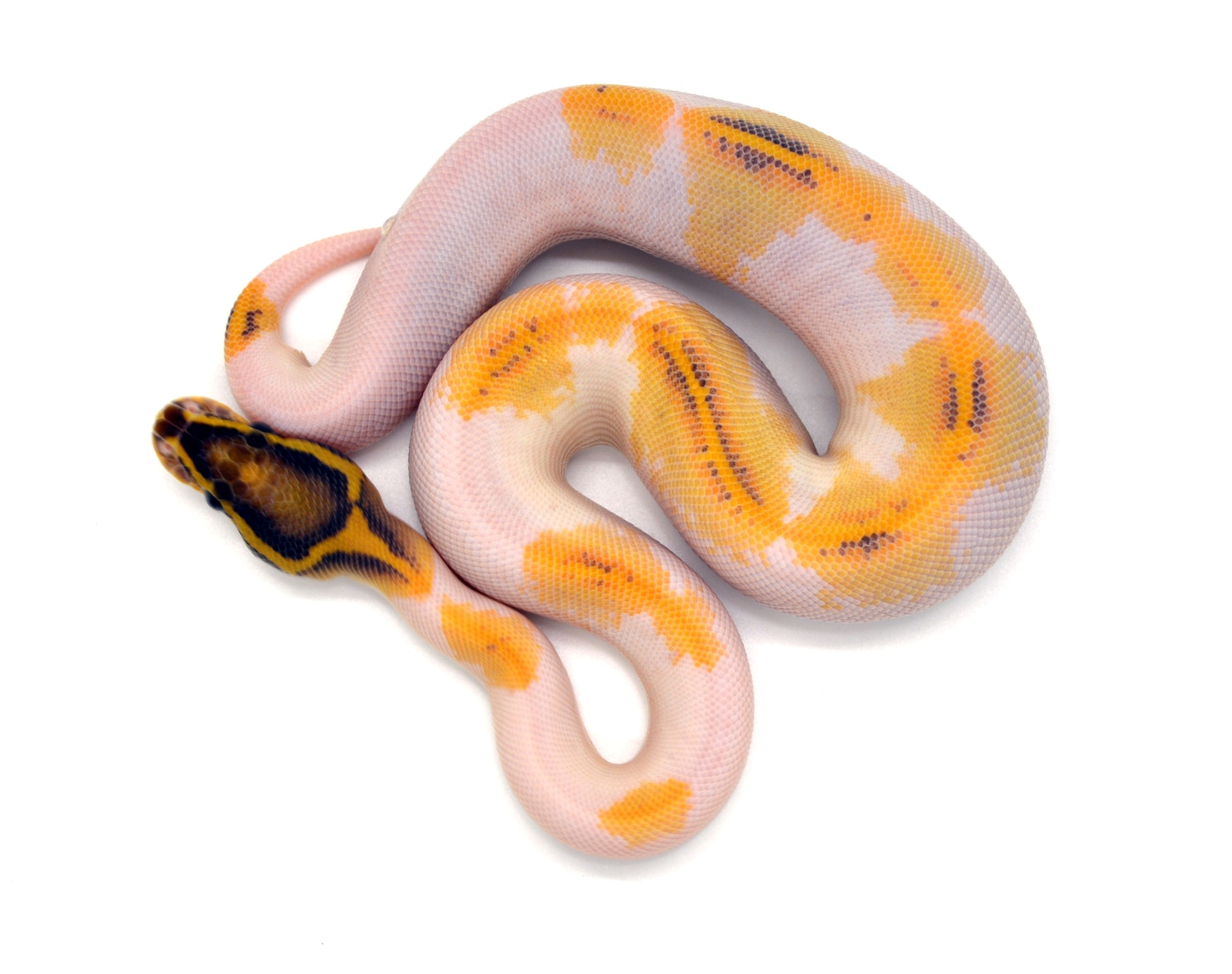 Highway Piebald Ball Python by ReptileKreations - MorphMarket