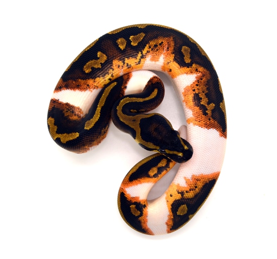 Gravel / YB Piebald Ball Python by ReptileKreations