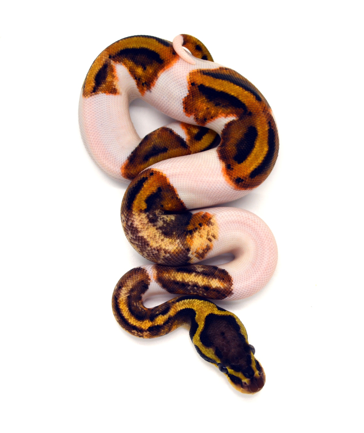 Pastel Piebald Ball Python by ReptileKreations - MorphMarket