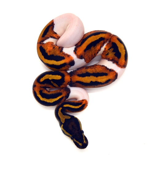 Asphalt / YB Piebald Ball Python by ReptileKreations