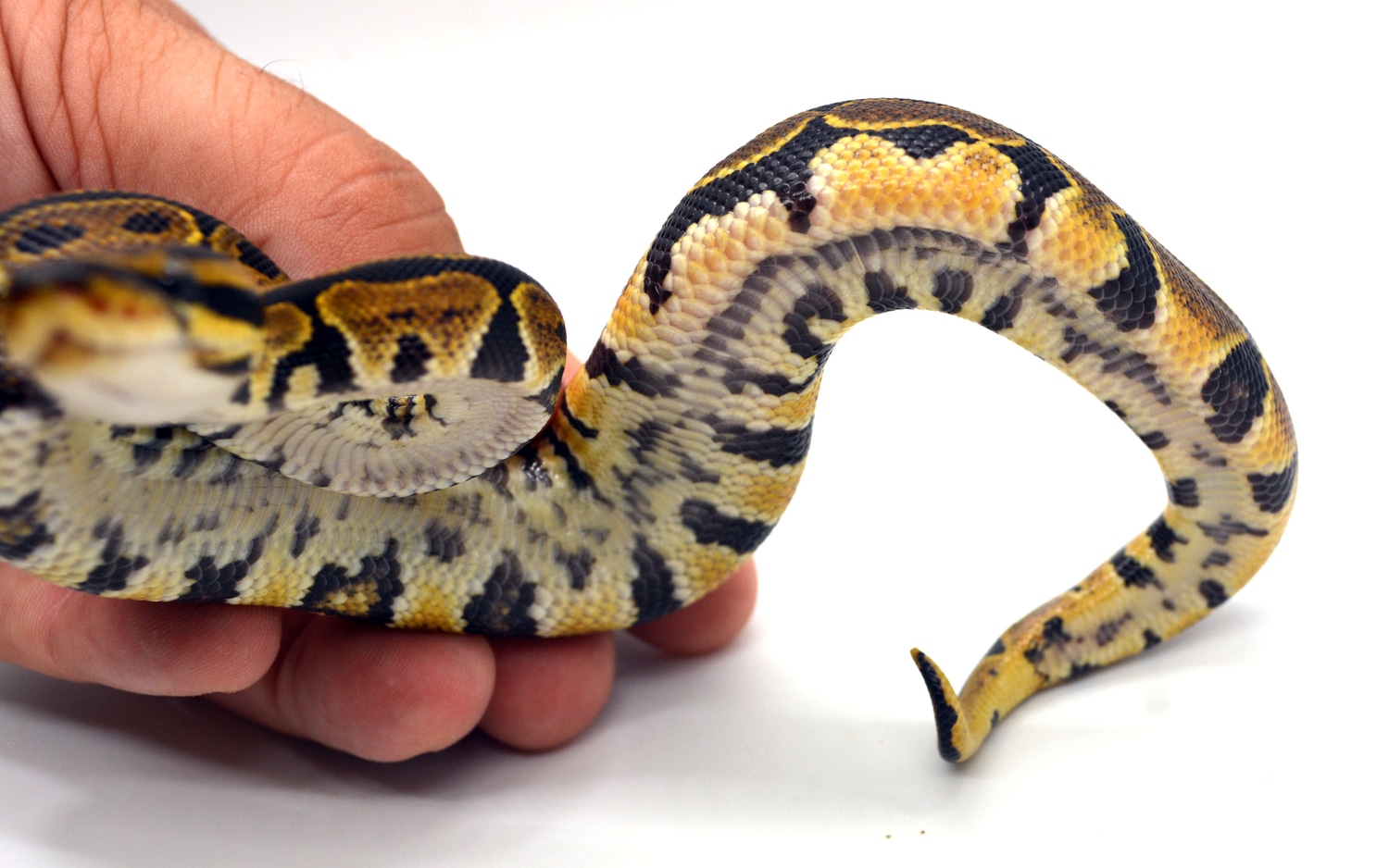 66% Het Monsoon Ball Python by ReptileKreations - MorphMarket