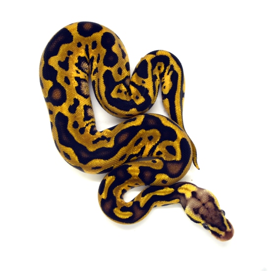 Leopard Pastel Het Puzzle Ball Python by ReptileKreations