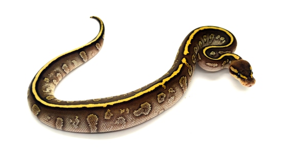 Stranger Lesser Het Clown Ball Python by ReptileKreations