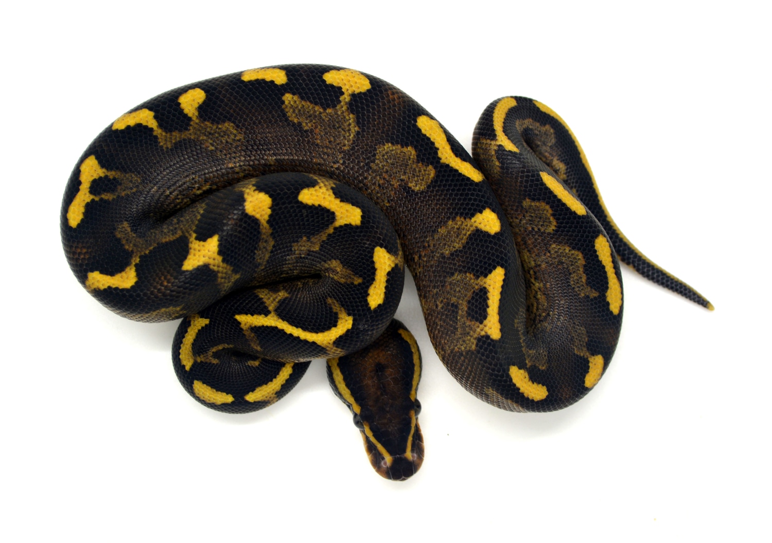 Freeway Ball Python by ReptileKreations - MorphMarket