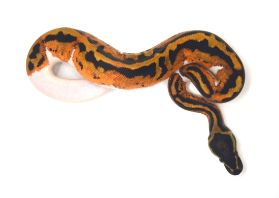 Asphalt / YB Piebald Ball Python by ReptileKreations
