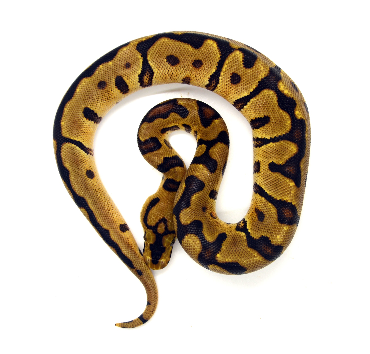 Enchi Spotnose Clown Ball Python by ReptileKreations - MorphMarket