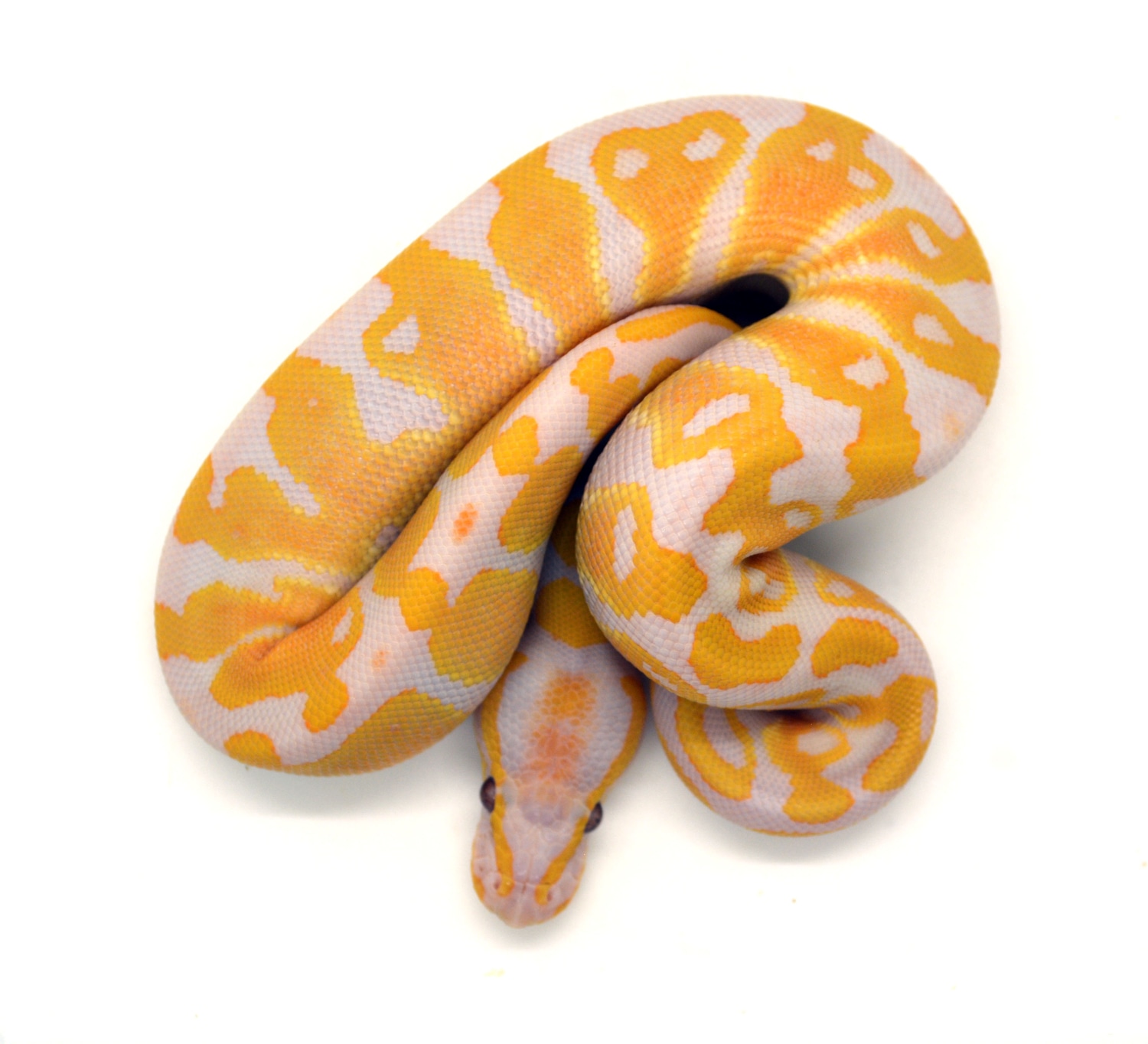 Lavender Albino Het Piebald Ball Python by ReptileKreations - MorphMarket