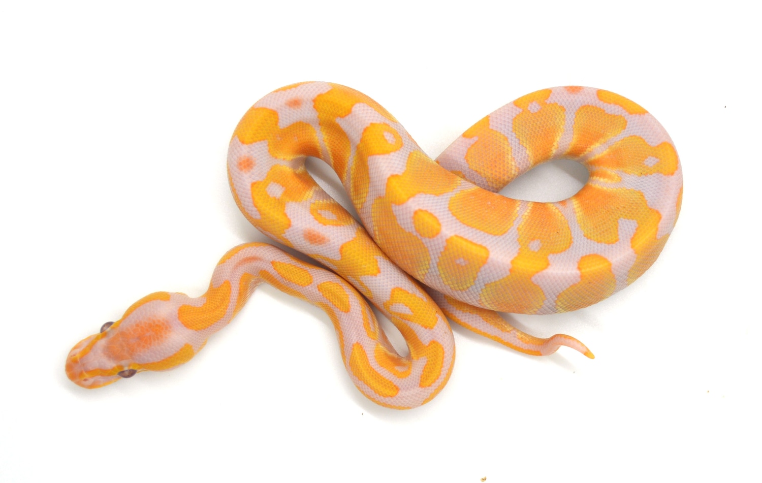 Lavender Albino Het Piebald Ball Python by ReptileKreations - MorphMarket