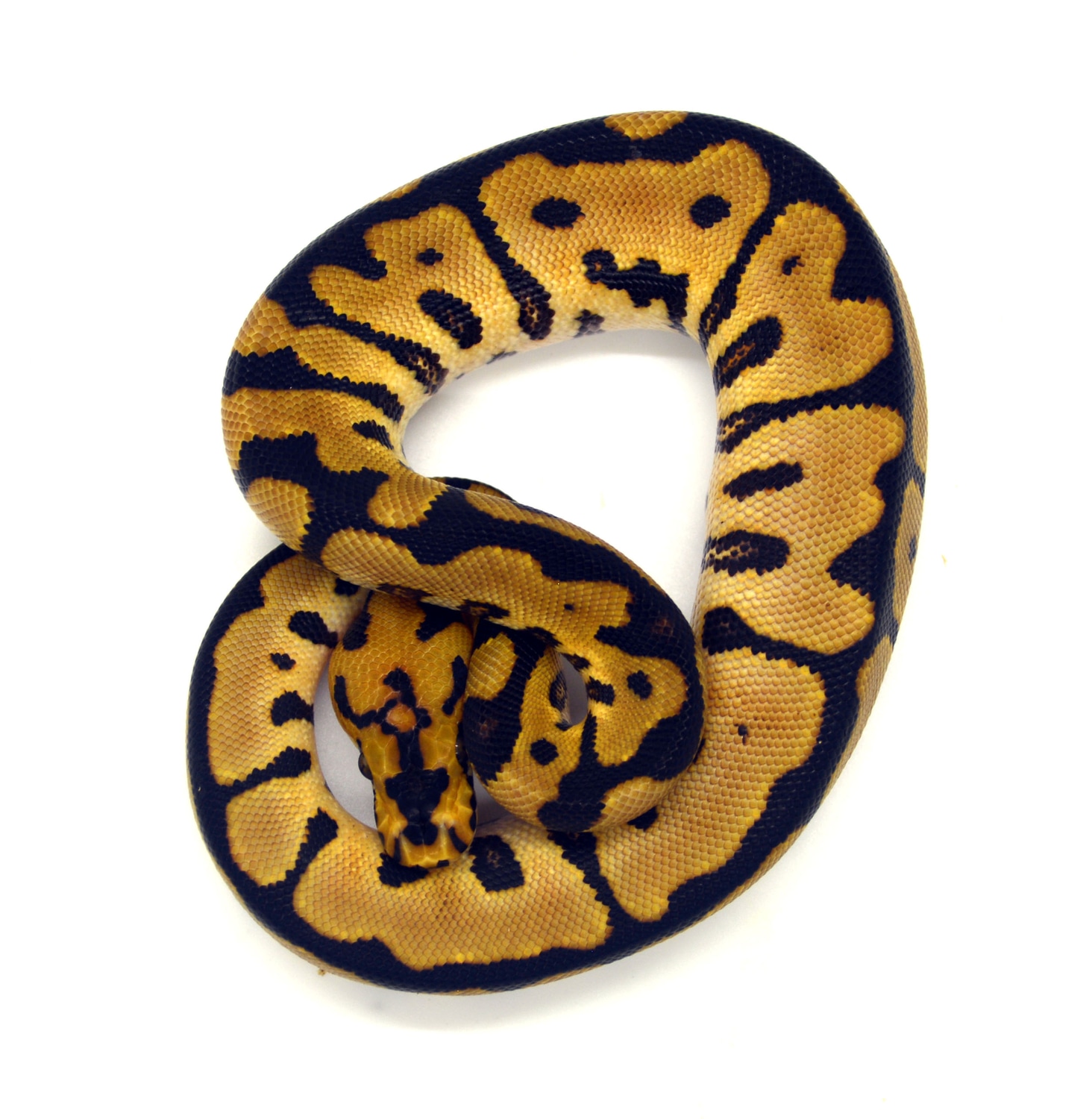 Spotnose Clown Ball Python by ReptileKreations - MorphMarket