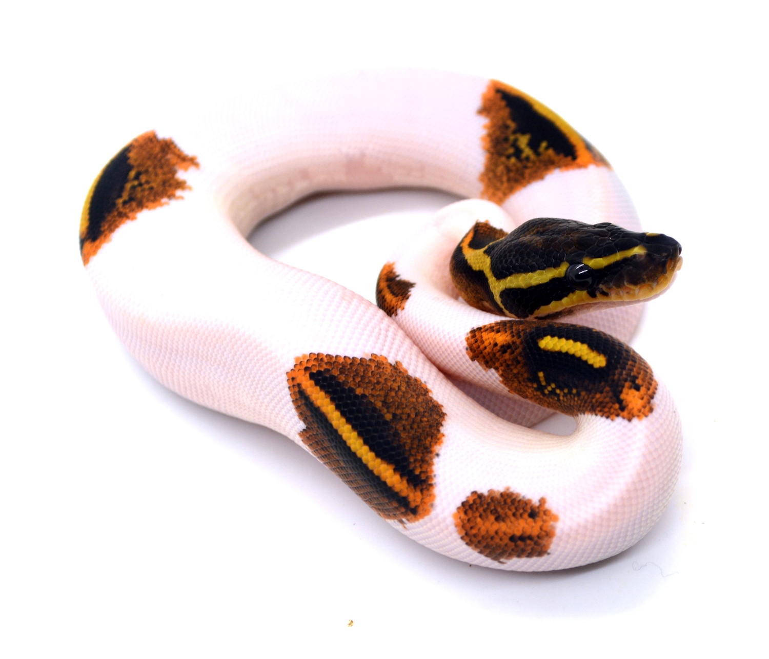 YB Piebald Ball Python by ReptileKreations - MorphMarket