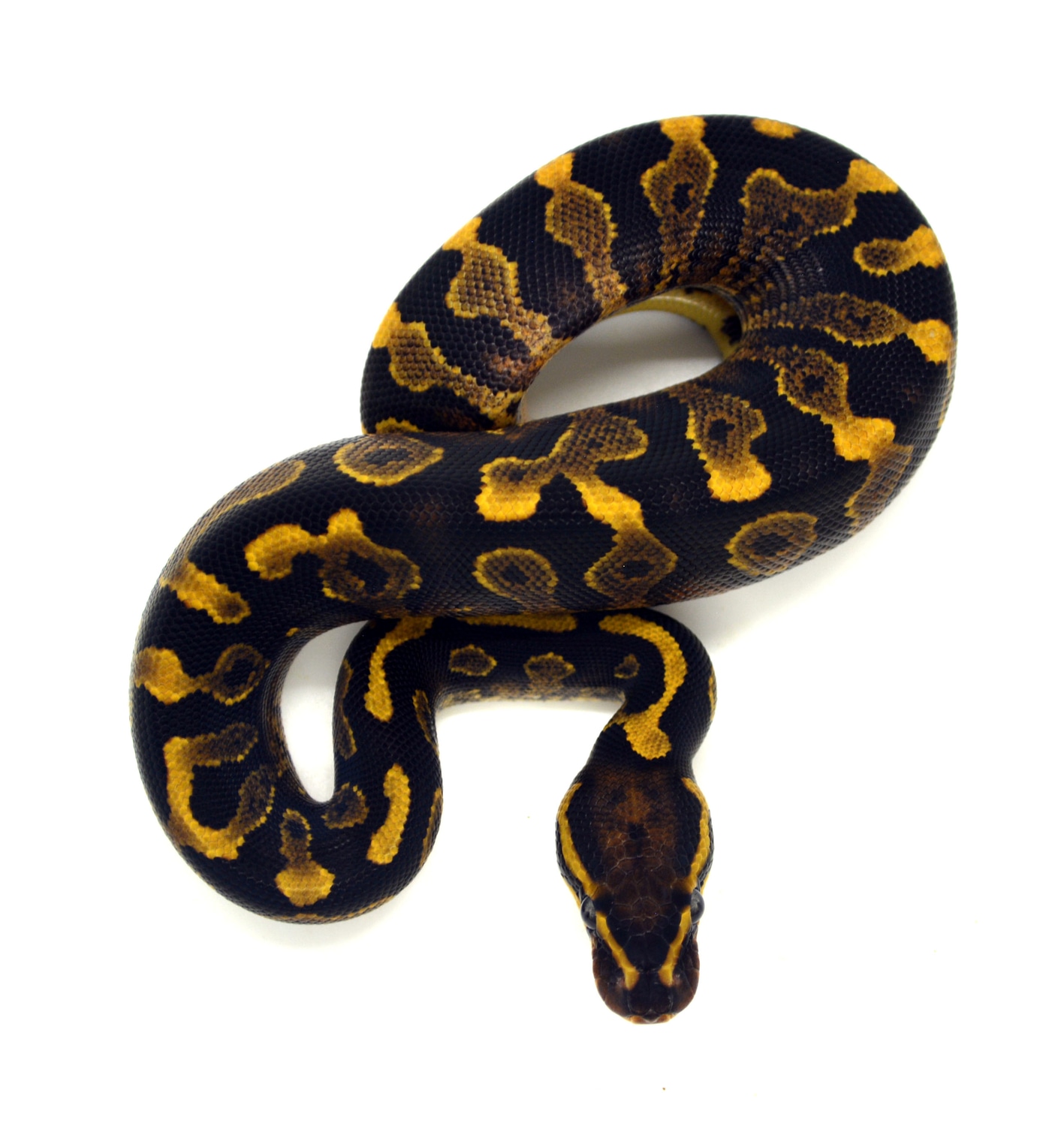 Super Asphalt Het Piebald Ball Python by ReptileKreations - MorphMarket