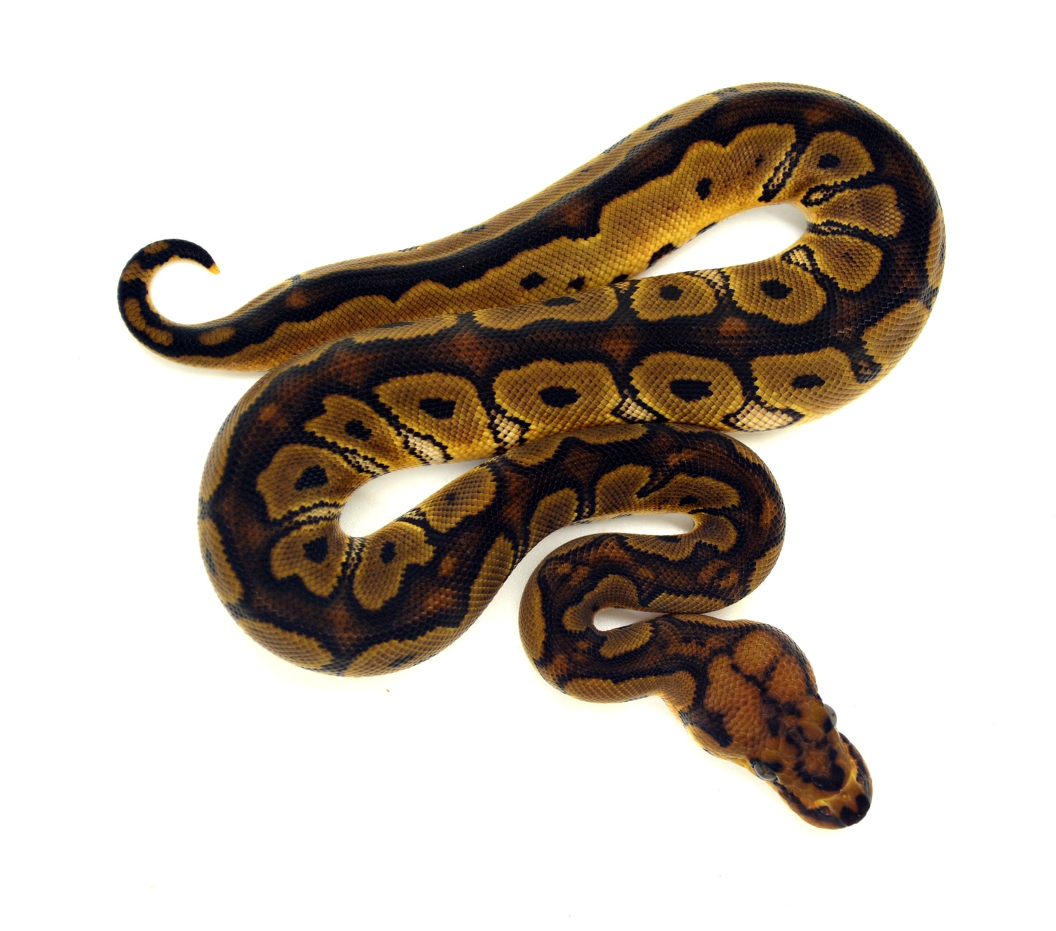 Redstripe Clown Ball Python by ReptileKreations - MorphMarket