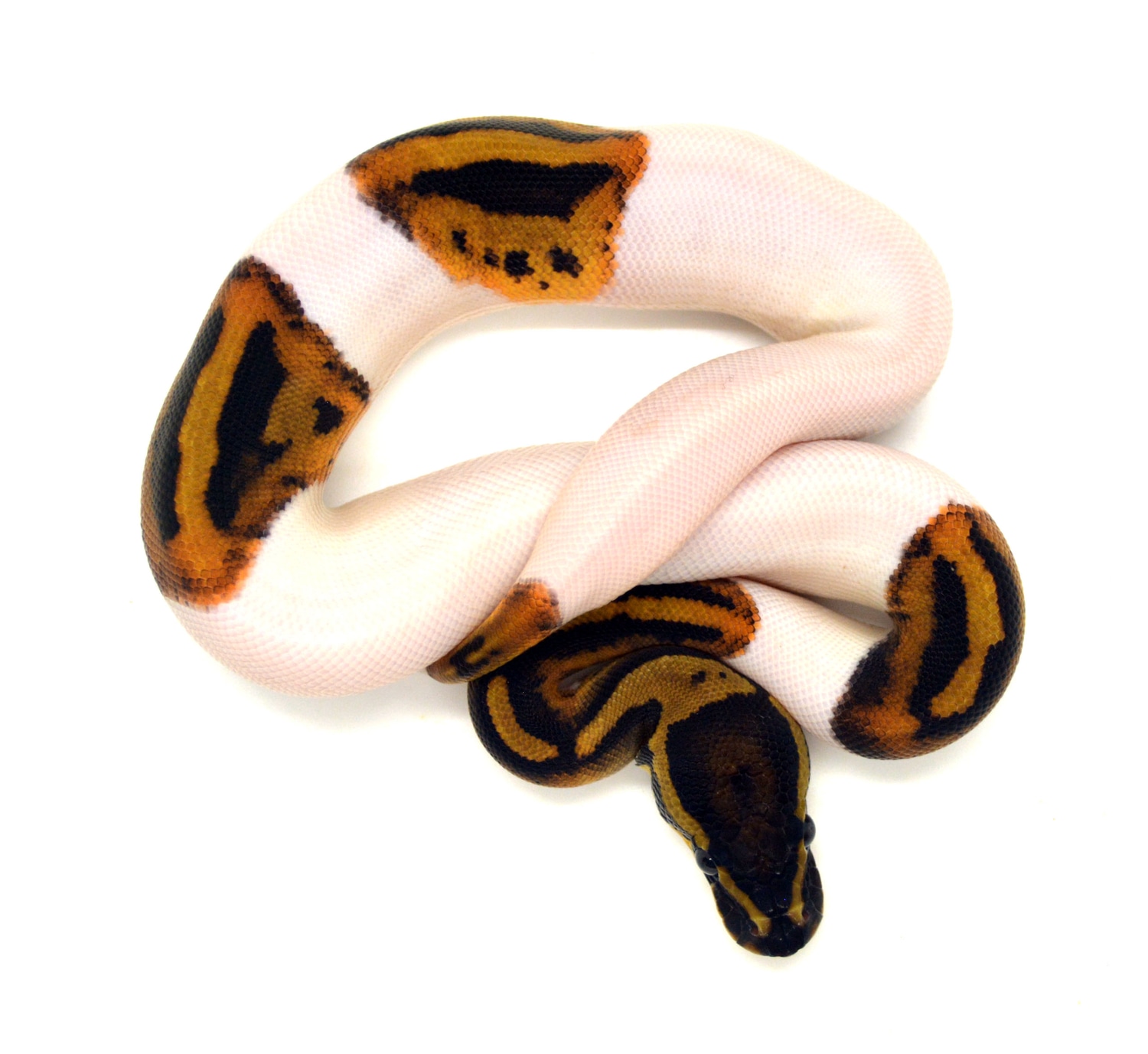 Piebald Ball Python by ReptileKreations - MorphMarket