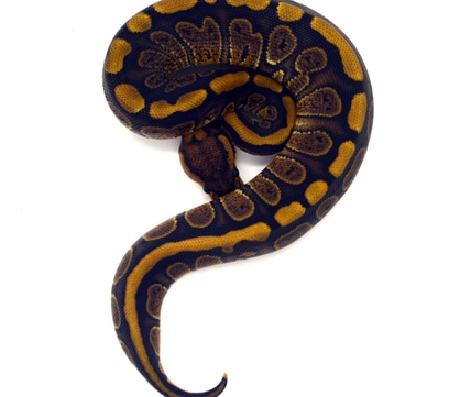 Super Pastel Puzzle Ball Python by ReptileKreations - MorphMarket