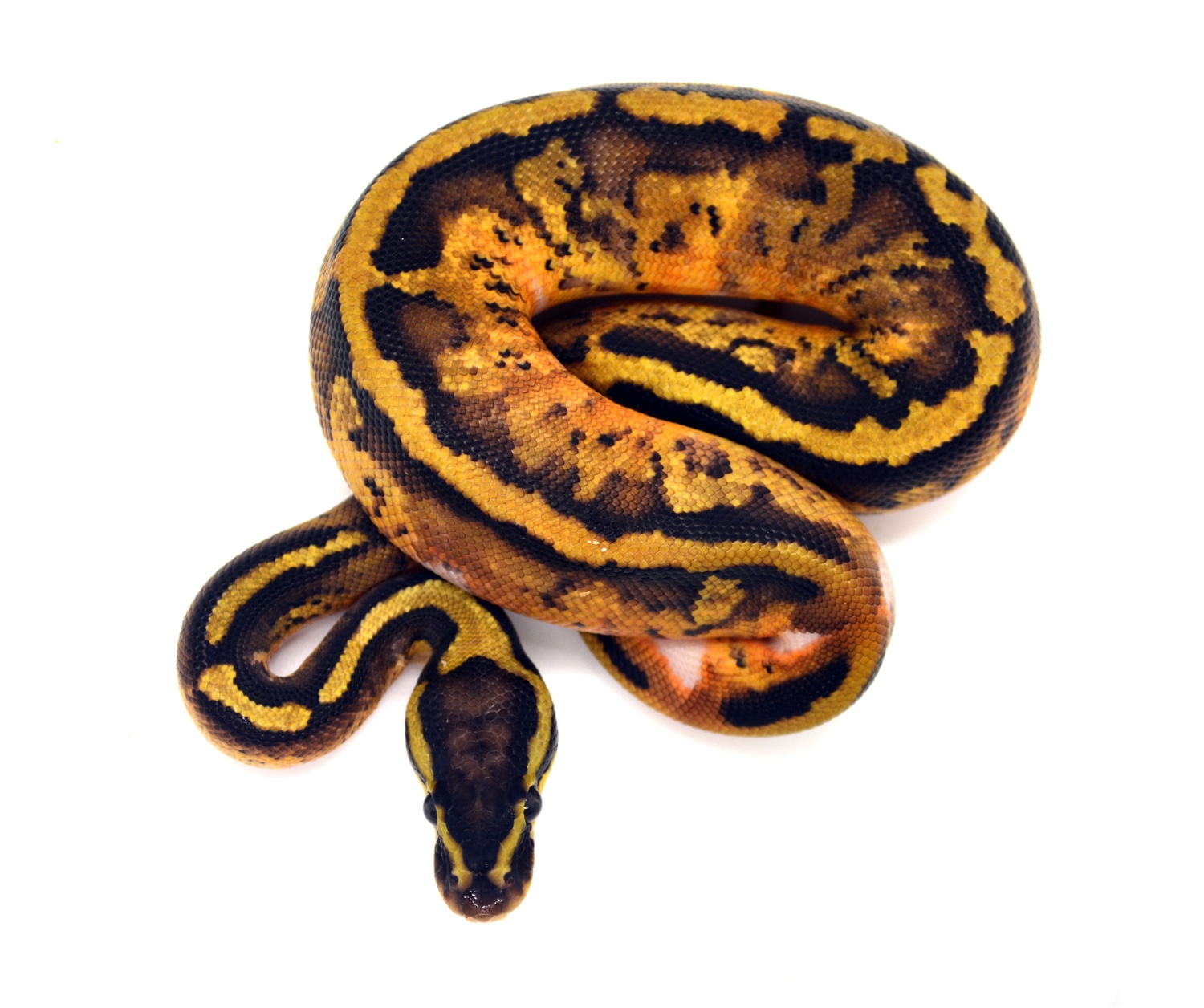 Pastel Piebald Ball Python by ReptileKreations - MorphMarket