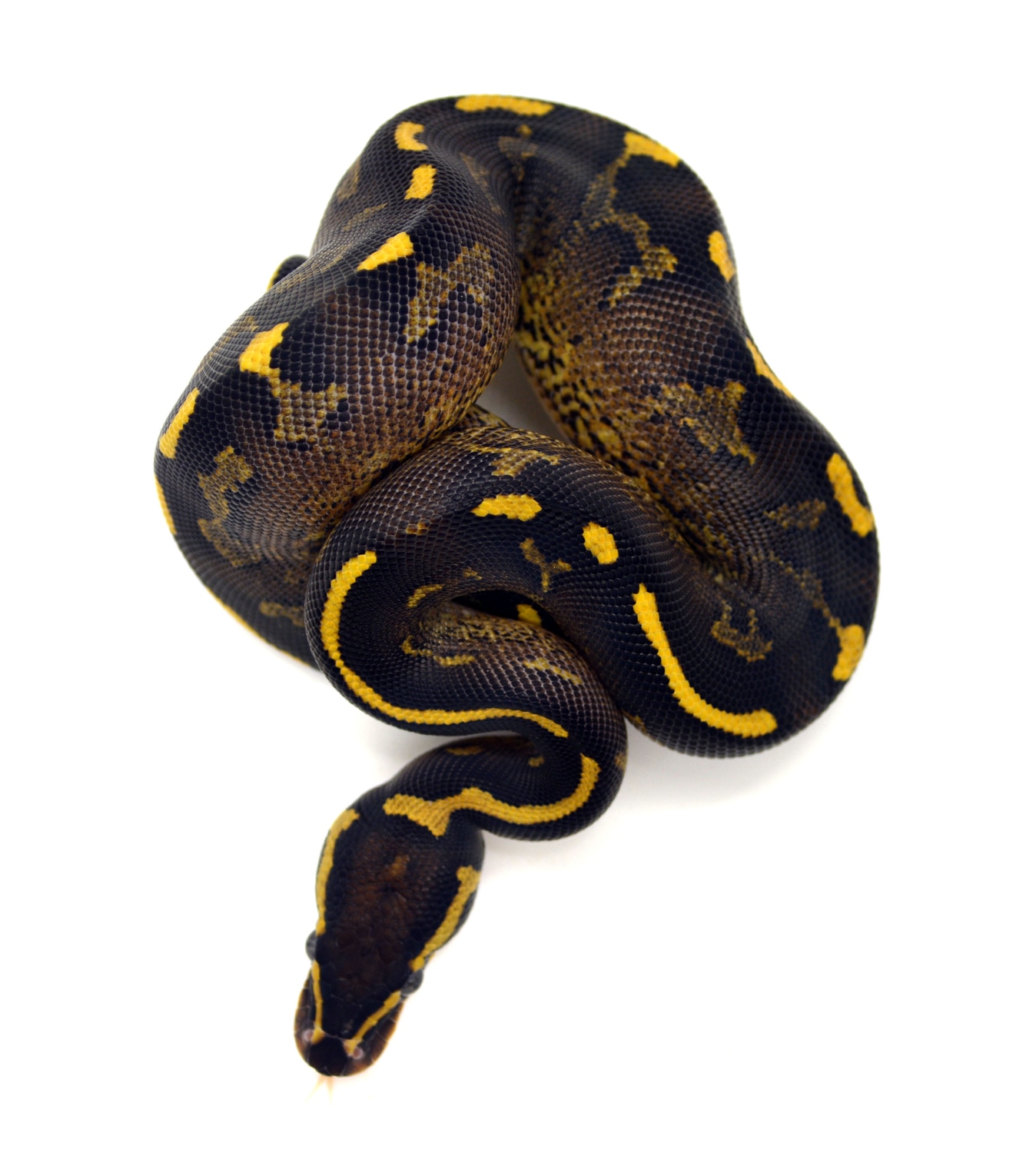 Freeway Ball Python by ReptileKreations - MorphMarket