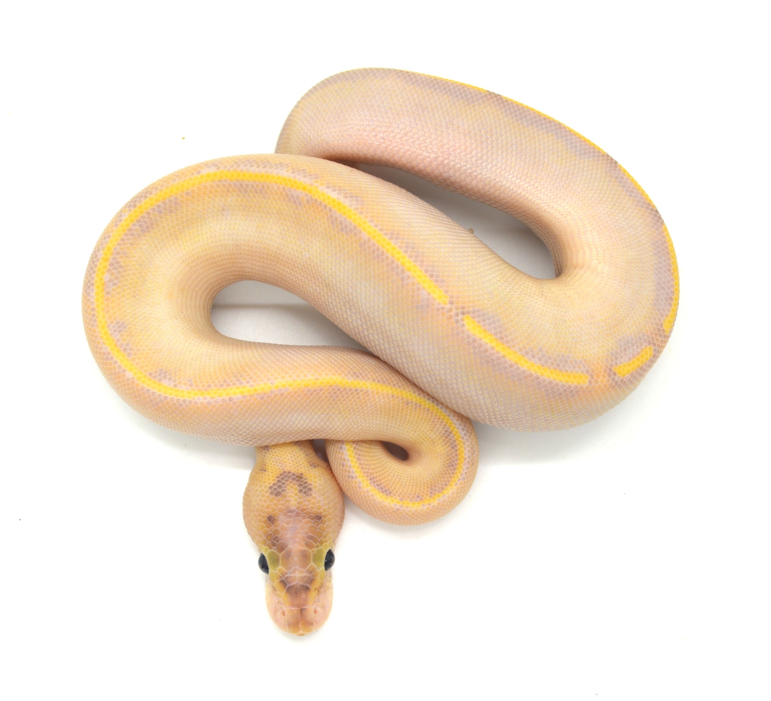 Ivory Het Piebald Ball Python by ReptileKreations - MorphMarket