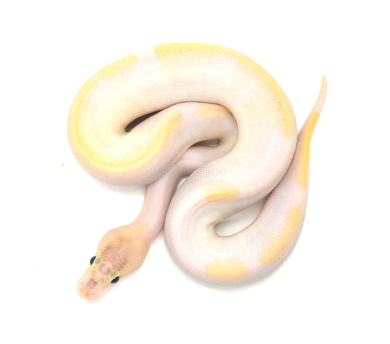Ivory Piebald Ball Python by ReptileKreations