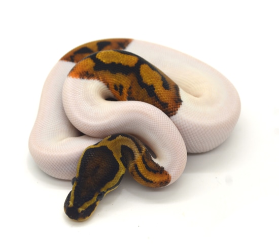 Piebald Het Lavender Albino Ball Python by ReptileKreations