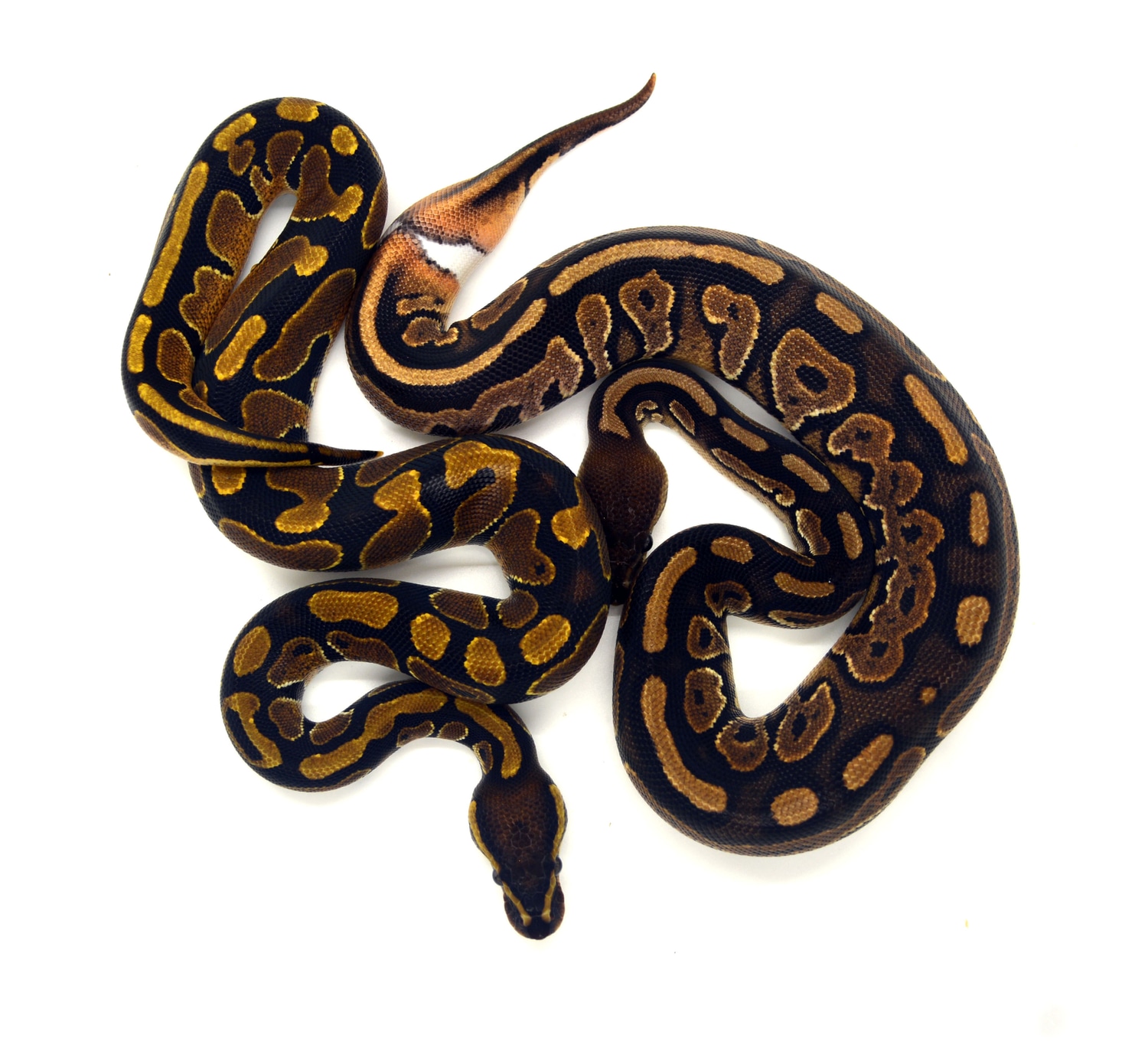 1.1 DH Sunset Piebald Ball Python by ReptileKreations - MorphMarket