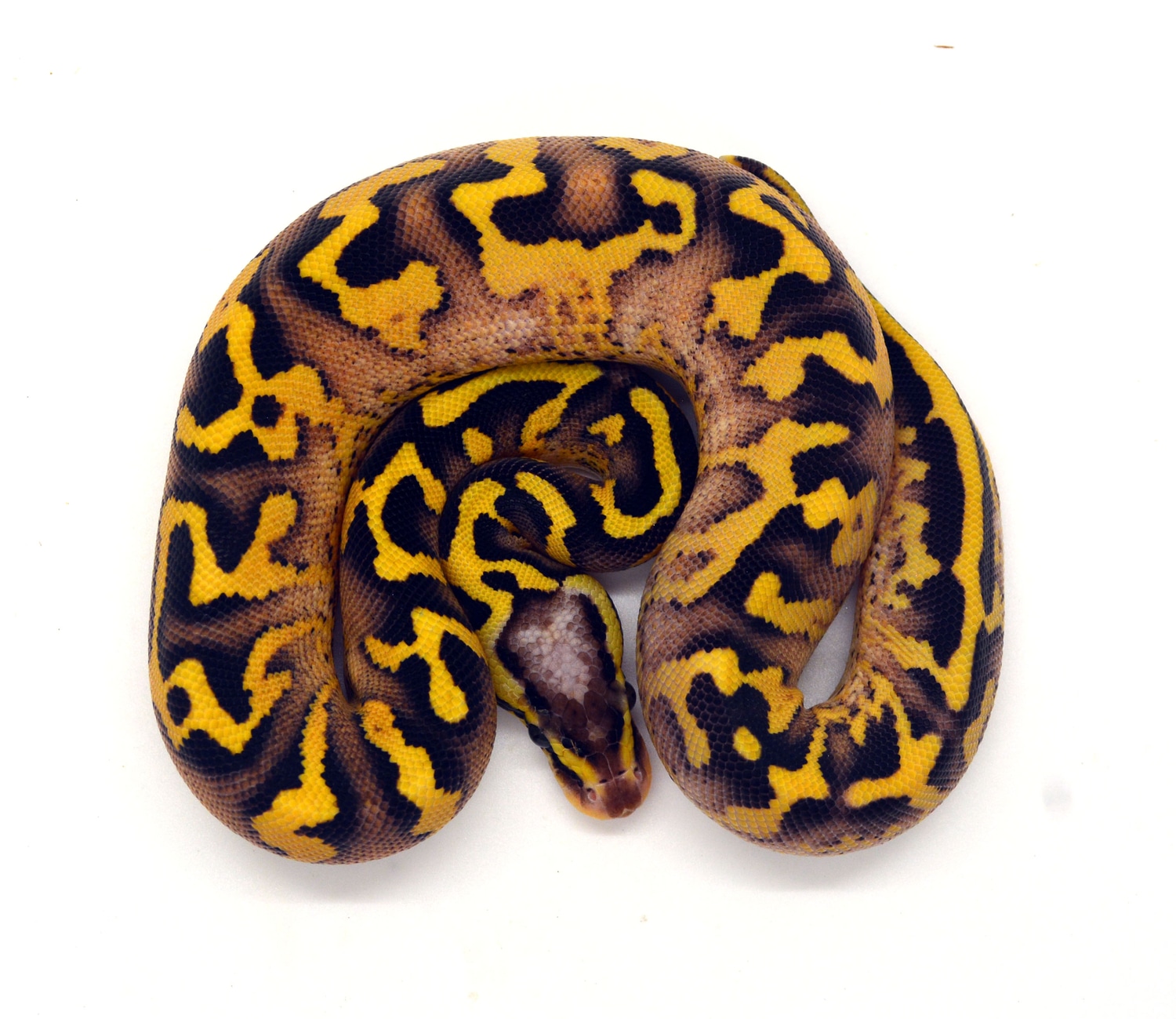 Pastel Freeway Ball Python by ReptileKreations - MorphMarket