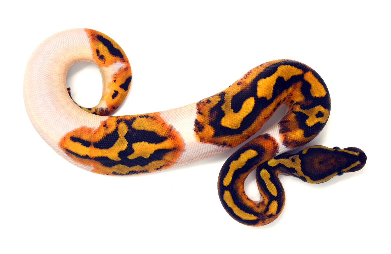 Piebald Het Lavender Albino Ball Python by ReptileKreations - MorphMarket