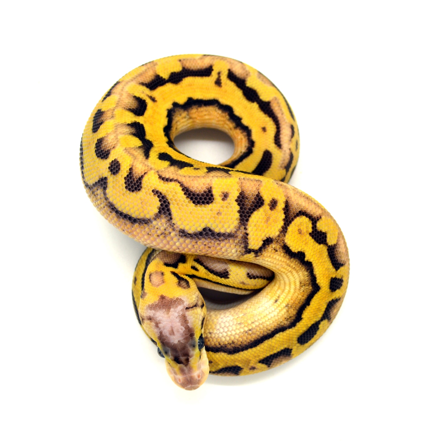 Super Pastel Puzzle Ball Python by ReptileKreations - MorphMarket