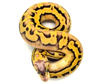Super Pastel Puzzle Ball Python by ReptileKreations - MorphMarket