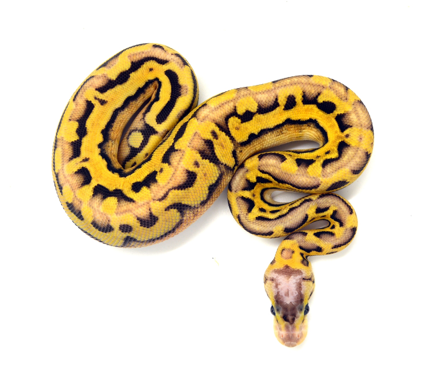 Super Pastel Puzzle Ball Python by ReptileKreations - MorphMarket