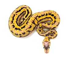 Super Pastel Puzzle Ball Python by ReptileKreations - MorphMarket