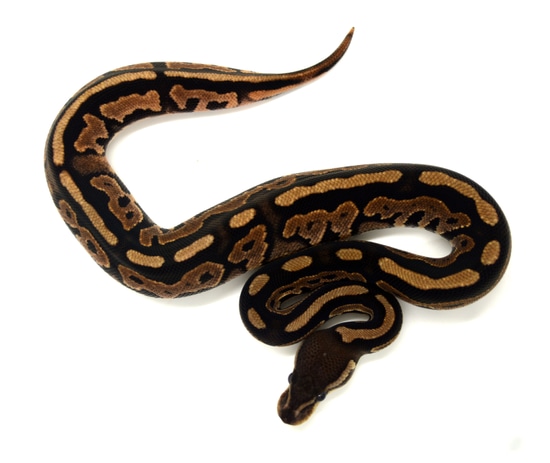 Cinny Dh Sunset Piebald Ball Python by ReptileKreations