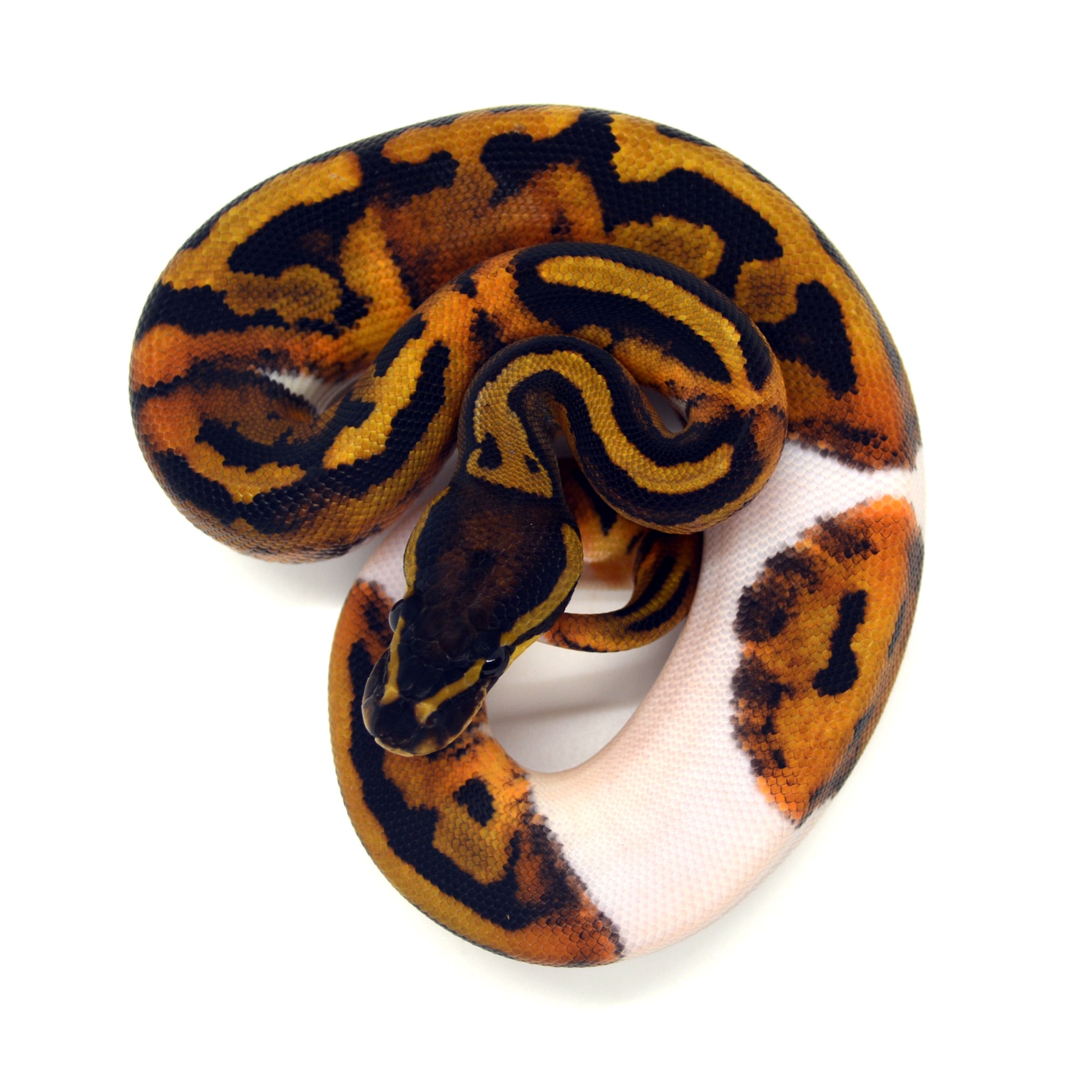 Piebald Ball Python by ReptileKreations - MorphMarket