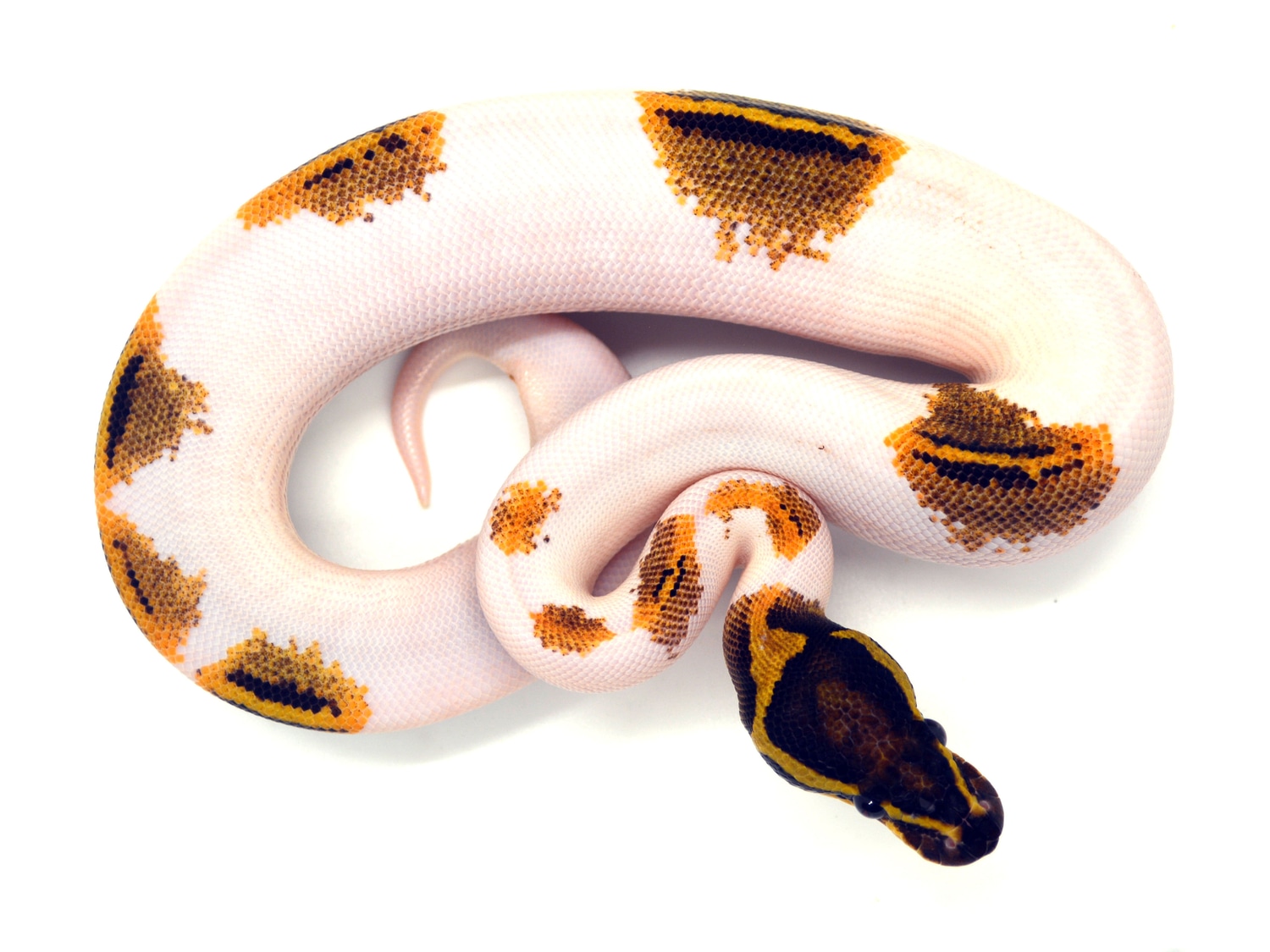 Freeway Piebald Ball Python by ReptileKreations - MorphMarket