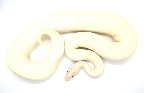 Ivory 50% Het Piebald Ball Python by ReptileKreations