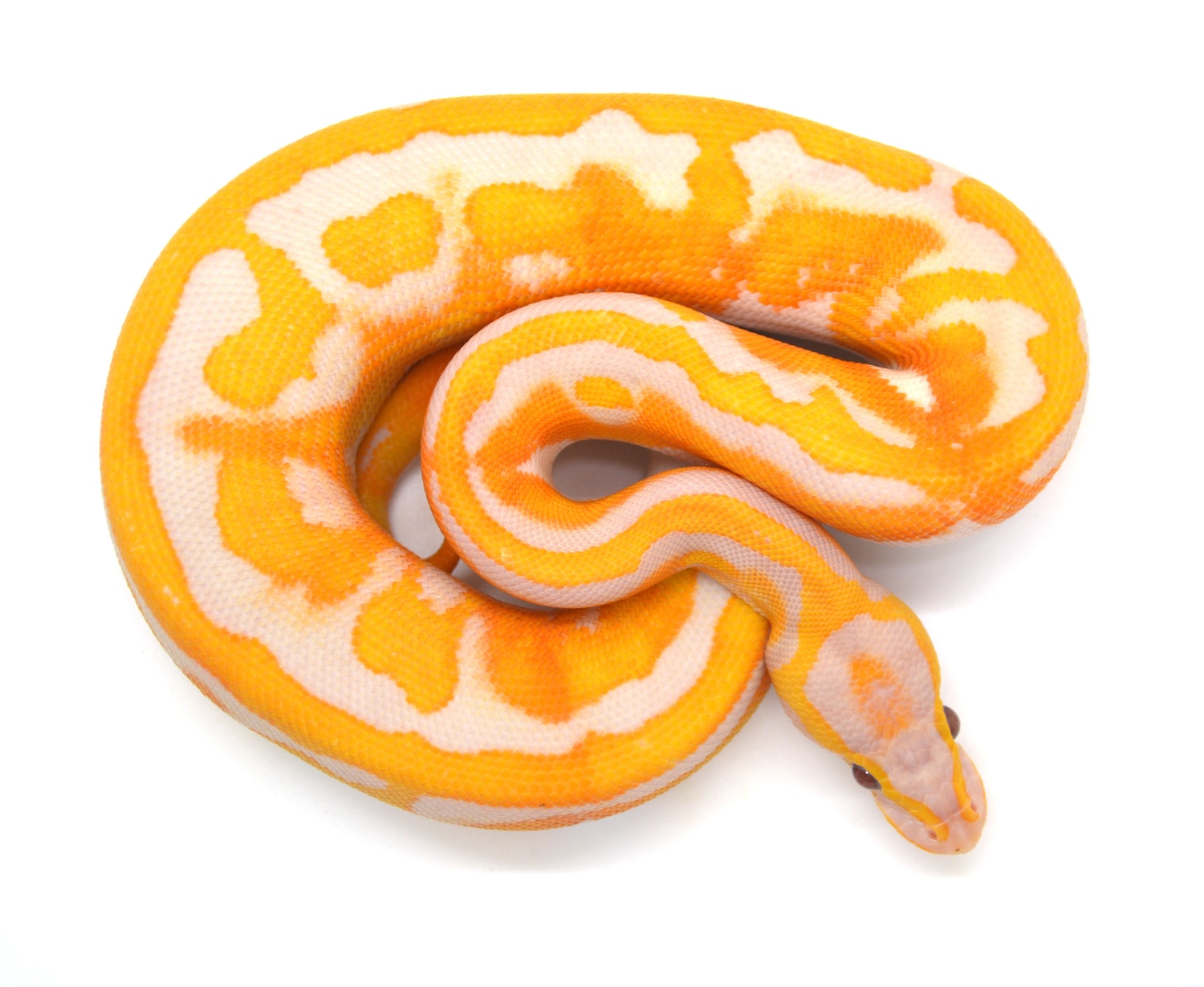 Dreamsicle Ball Python by ReptileKreations - MorphMarket