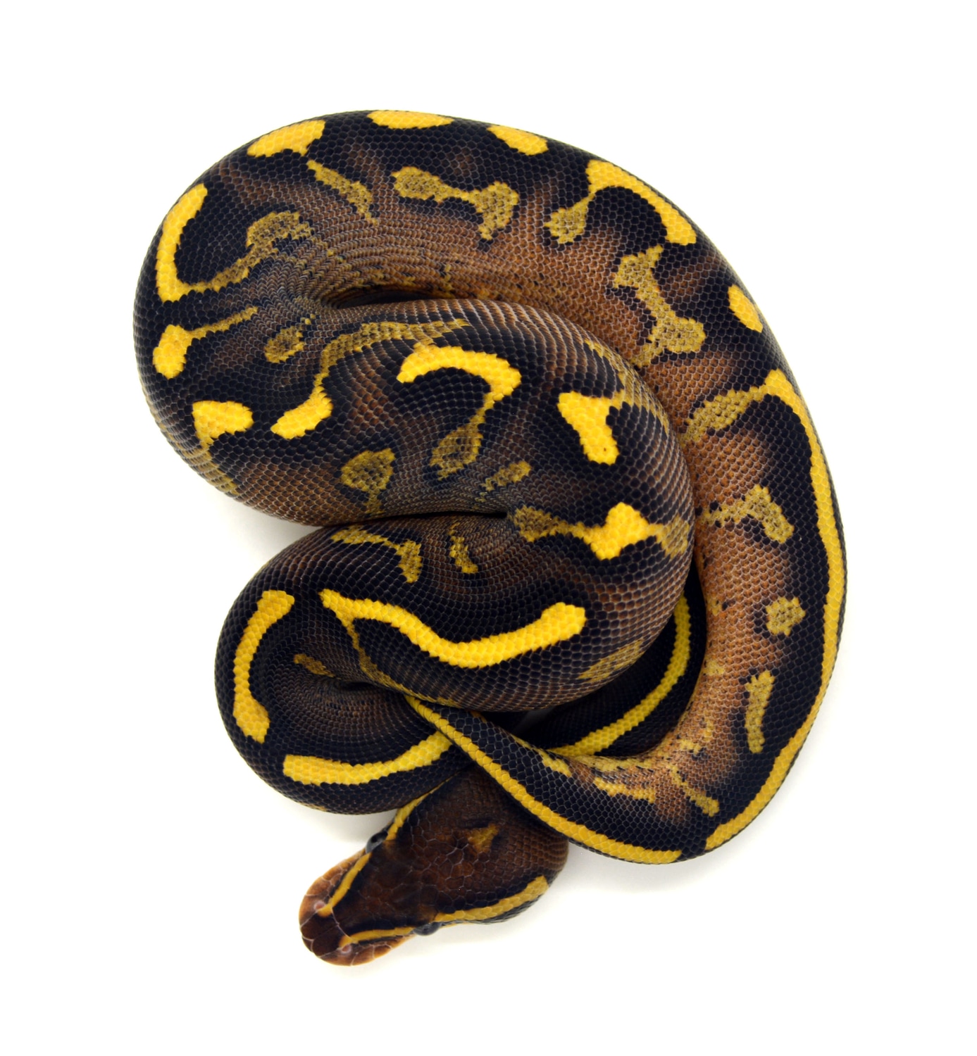 Freeway Ball Python by ReptileKreations - MorphMarket