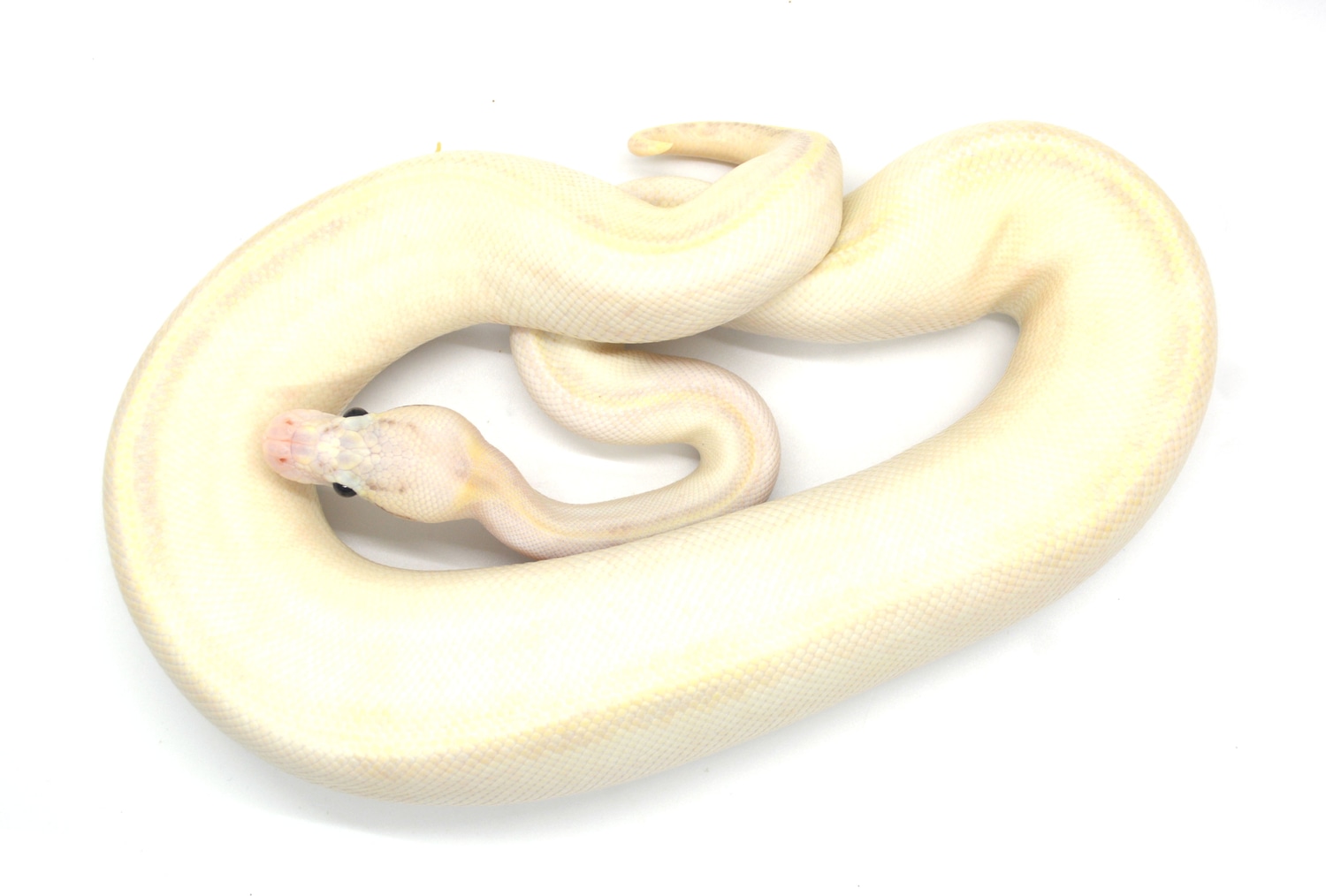 Ivory Ball Python by ReptileKreations - MorphMarket