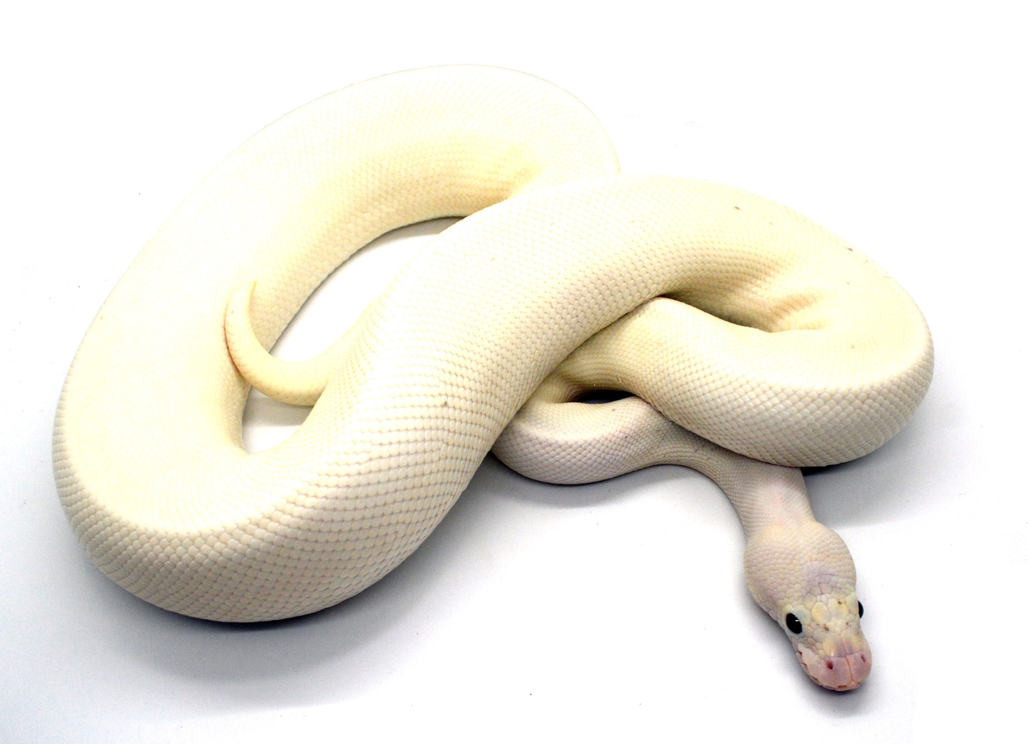 Ivory HGWG Pastel Ball Python by ReptileKreations - MorphMarket