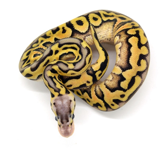 Super Pastel Puzzle Ball Python by ReptileKreations