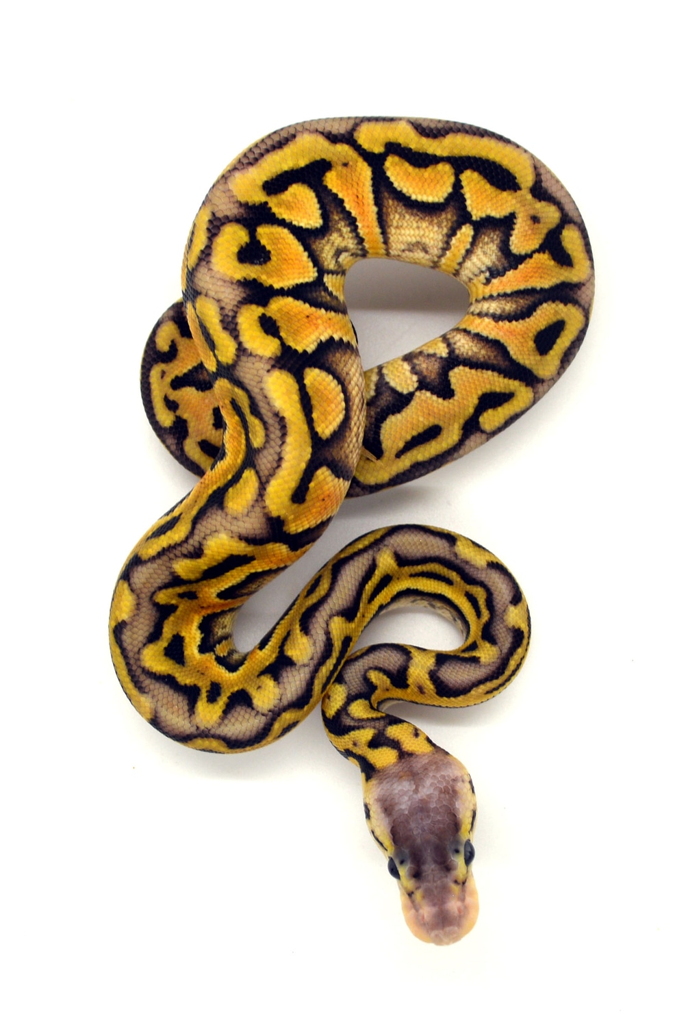 Super Pastel Puzzle Ball Python by ReptileKreations - MorphMarket