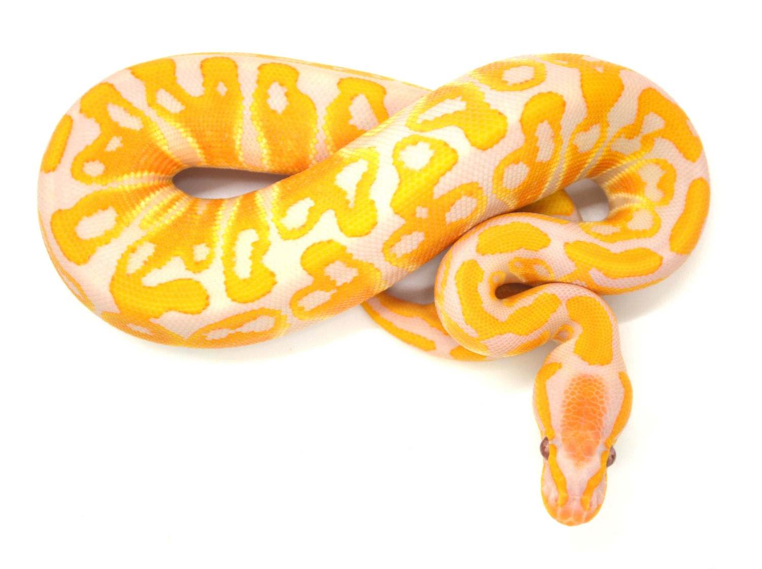 Lavender Albino Het Piebald Ball Python by ReptileKreations - MorphMarket